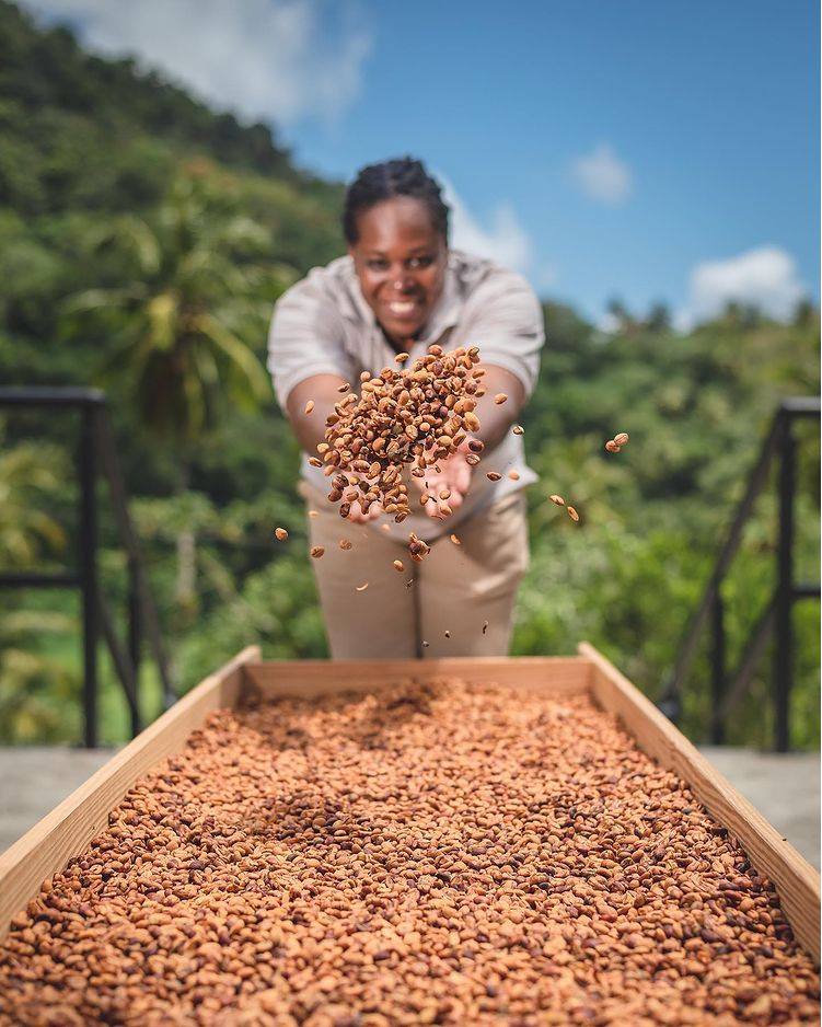 Project Chocolat - Saint Lucia
